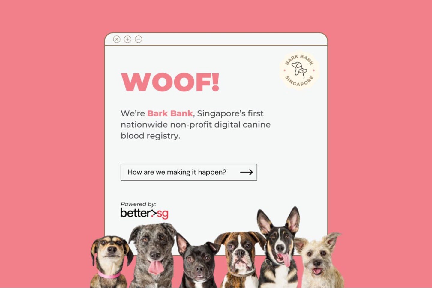 Bark Bank, Singapore's first canine blood registry, streamlines blood ...