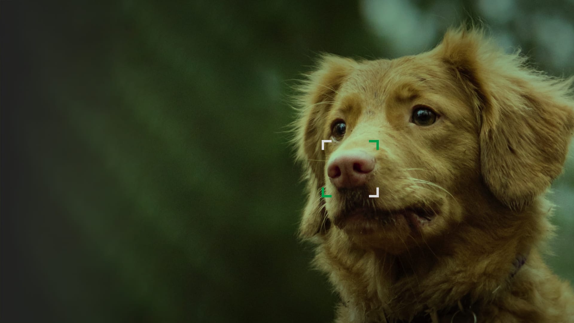 App helps bring lost dogs home by scanning their one-of-a-kind noses