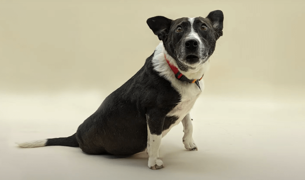 Google gives Pixel 8 Pro phones to shelters for 'pawtraits' that help ...