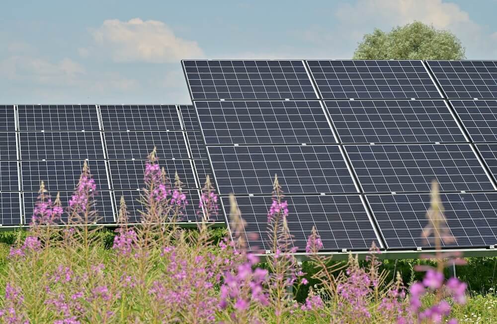 Training Dutch citizens as biodiversity rangers for solar & wind farms