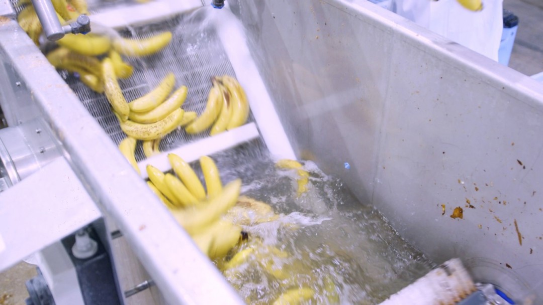 Sunt opens world's first mashed banana factory to fight food waste