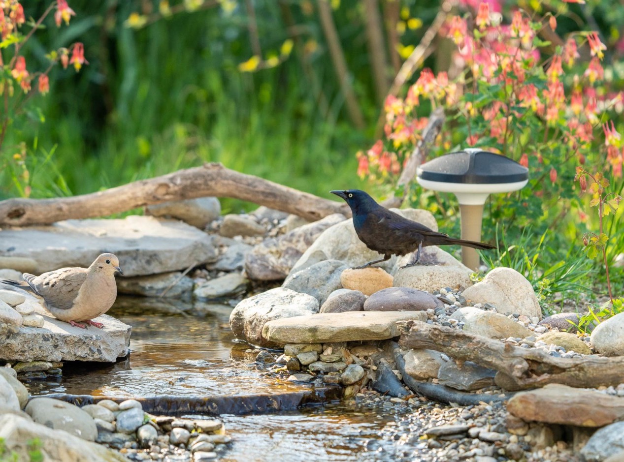 Terra streams backyard nature sounds while tracking bird migration