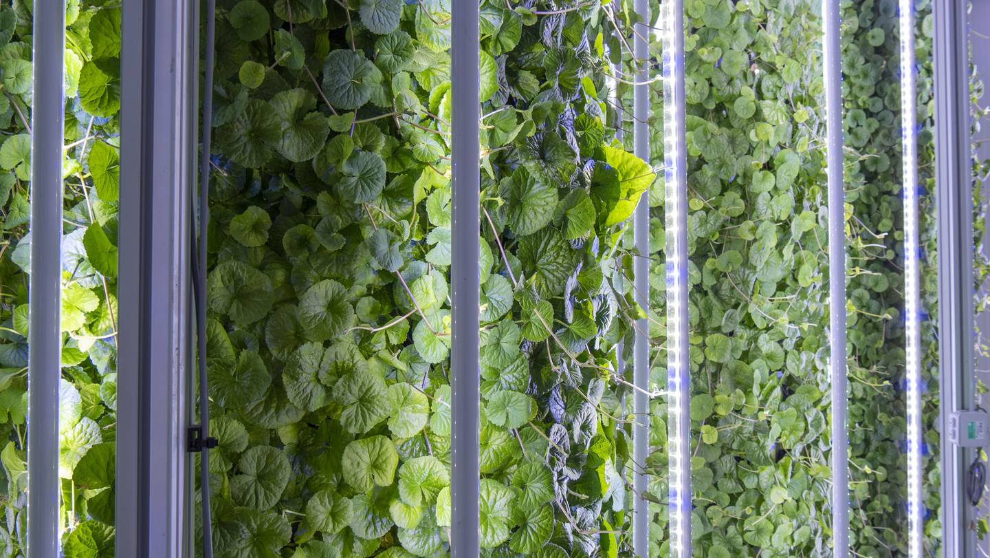 Ulé, a new brand by Shiseido, sources botanicals from vertical farms